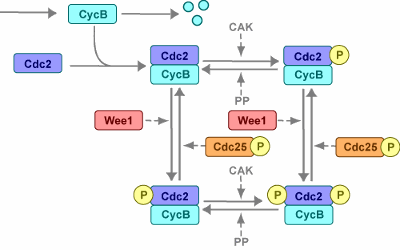Model of M-Phase Control in Xenopus Oocyte Extracts - MATLAB & Simulink